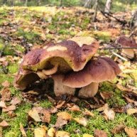 Иконка канала Природа России