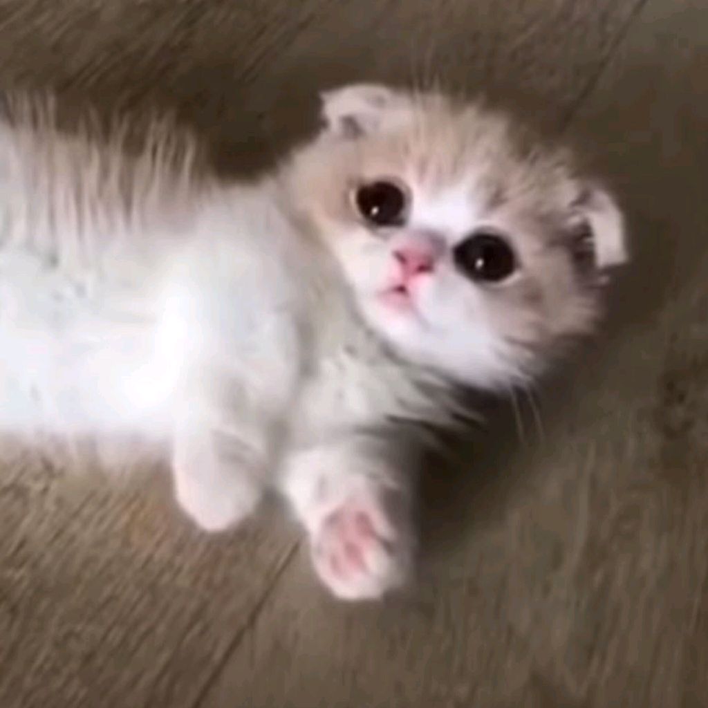 Иконка канала cote testqa qa Qa E