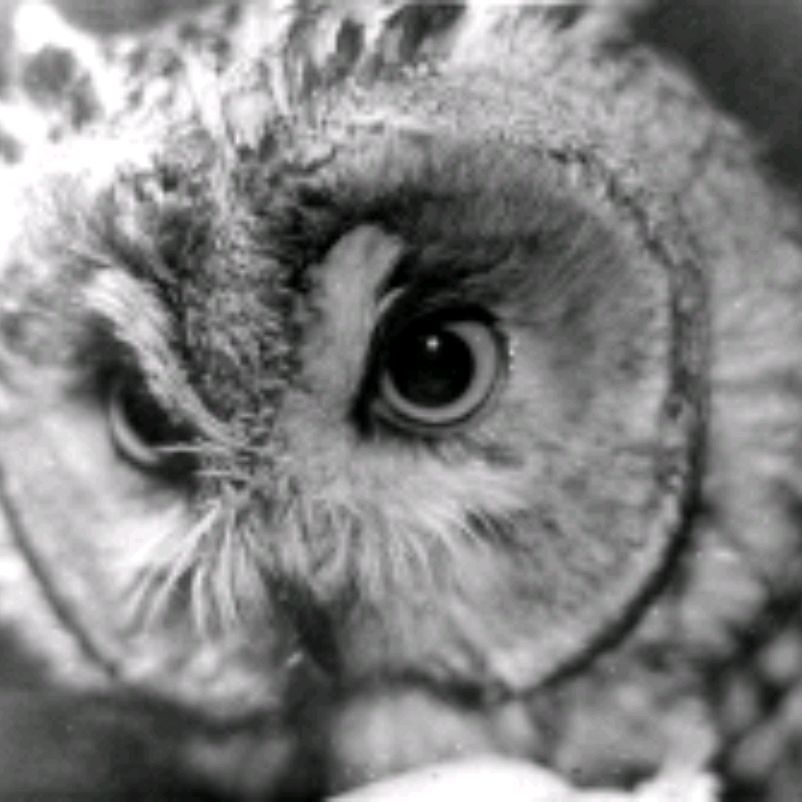 Иконка канала channel71761164китикот