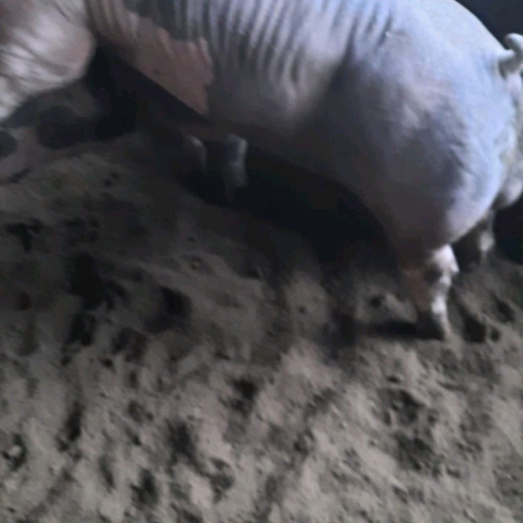 Иконка канала Поросята Пьетрен в Гианте