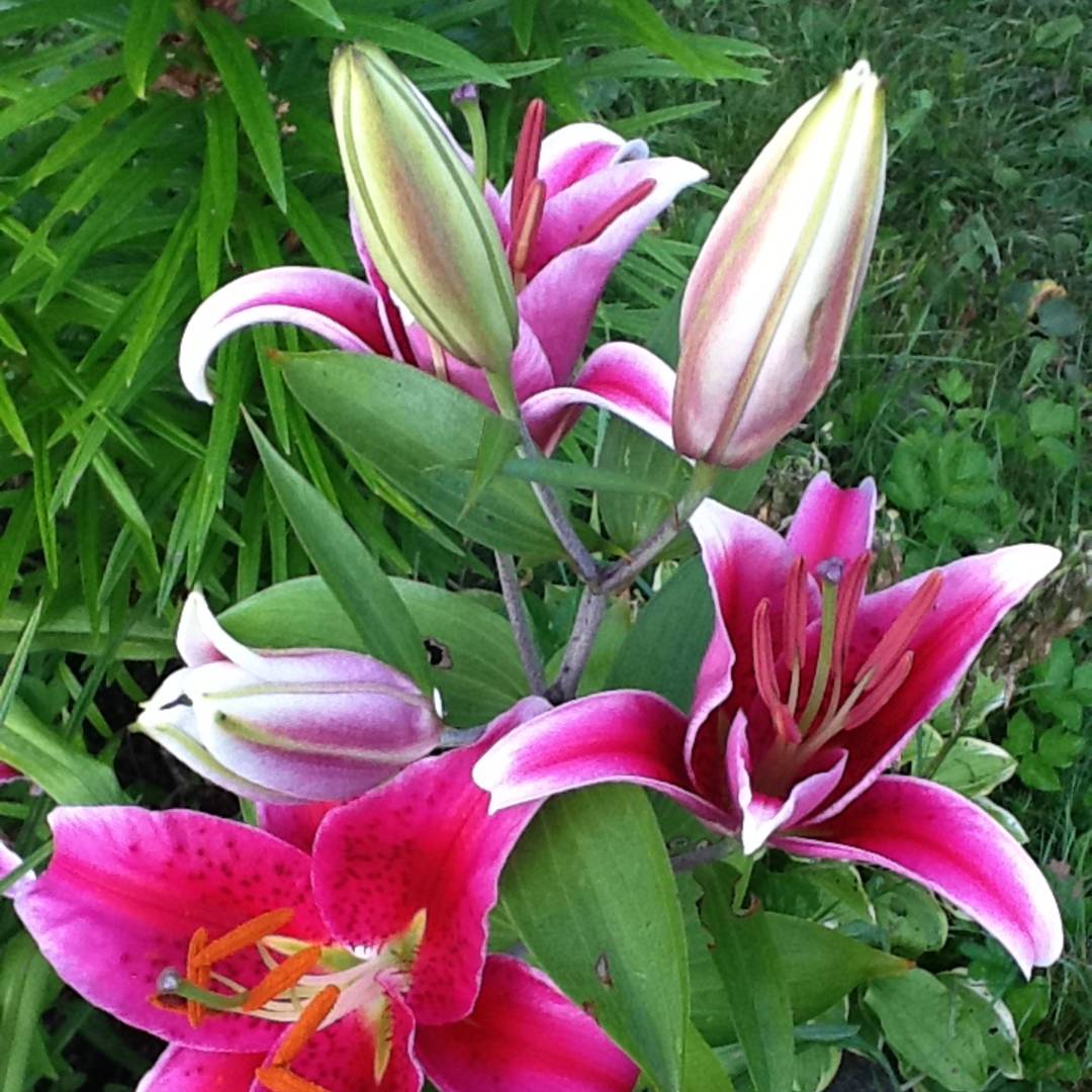 Иконка канала Злата Урусова