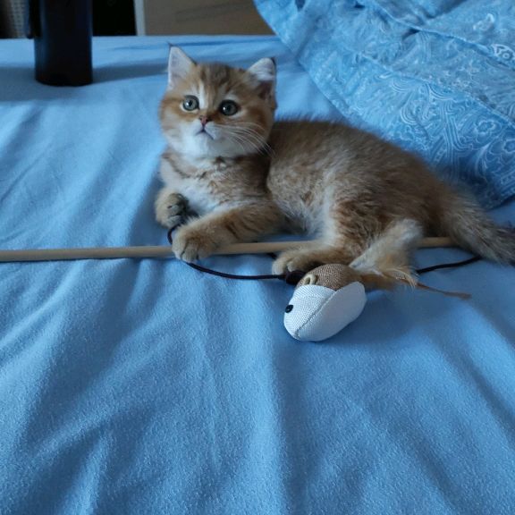 Иконка канала Danya_Games