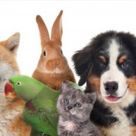 Иконка канала beautifulpets.