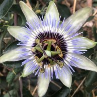 Иконка канала Натали Парк Flowers