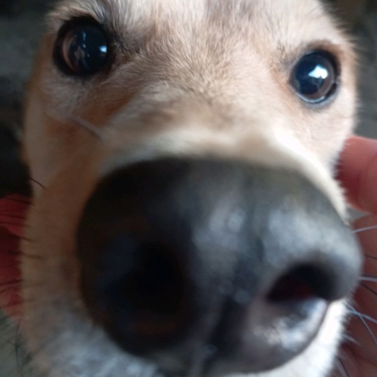 Иконка канала TiskaPipYau