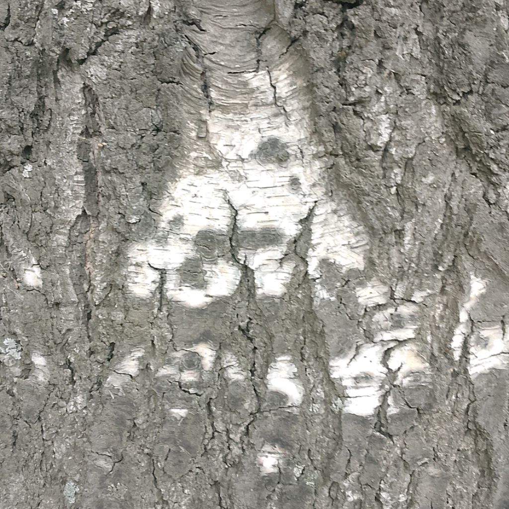 Иконка канала 𝔹𝕚𝕝𝕝 ℂ𝕚𝕡𝕙𝕖𝕣