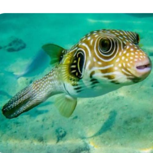 Иконка канала TalkDog