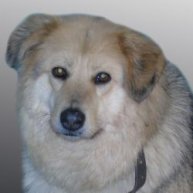 Иконка канала Воркутинский друг