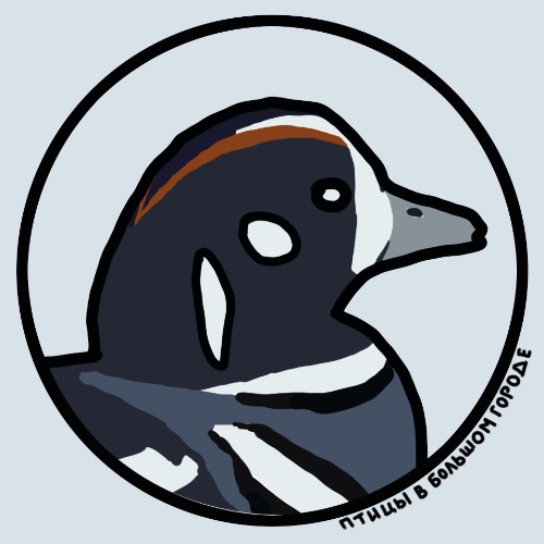 Иконка канала Птицы в большом городе