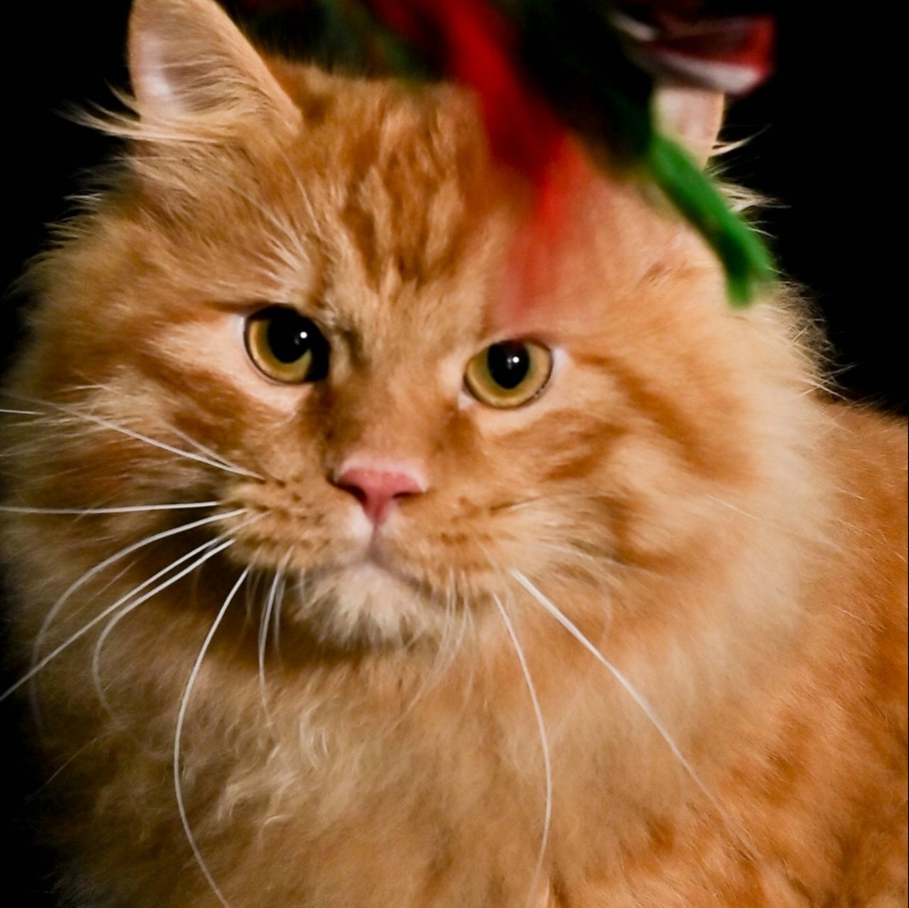 Иконка канала Varfolomeeva_kurbob