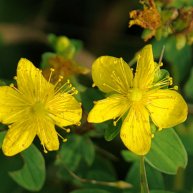 Иконка канала Природа Релакс с Алексеем Курносовым