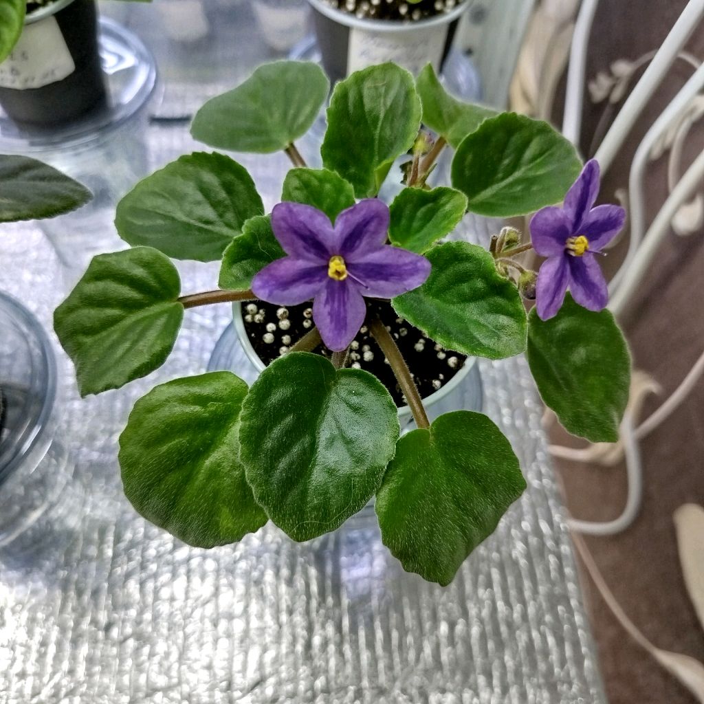 Иконка канала Фиалки у Галки в городе N