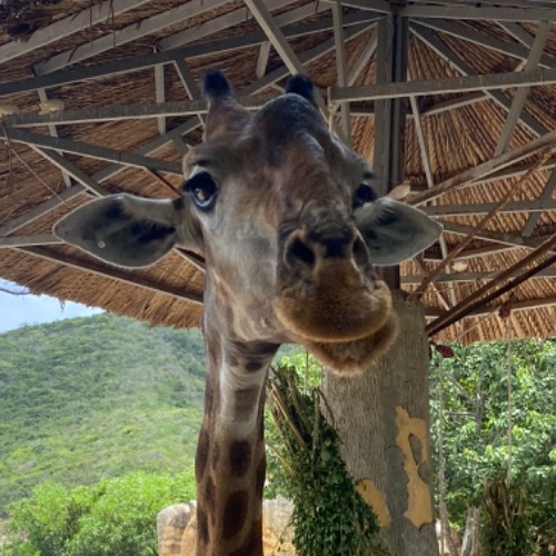 Иконка канала ГЛОБУС