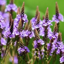 Иконка канала Verbena Garden