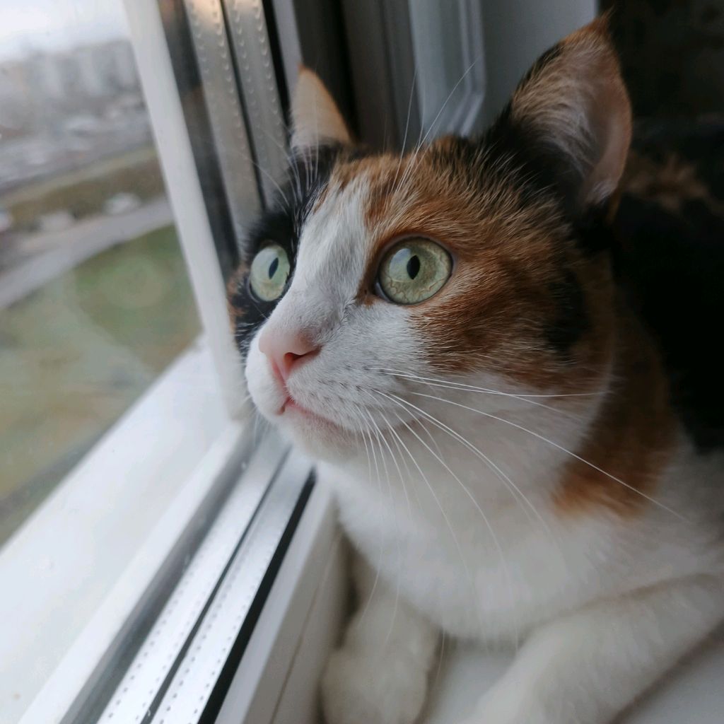 Иконка канала Милые Пушистики