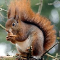 Иконка канала Мир Природы ... 💞💞💞... "Natural World"