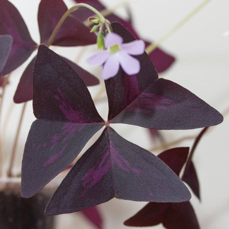 Иконка канала Оксалис 369