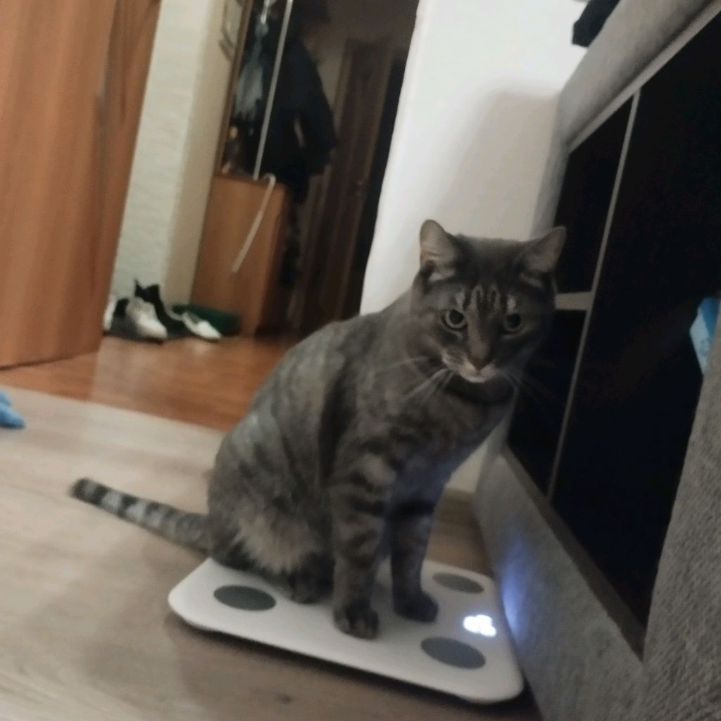 Иконка канала Кот В Мире Форсакена