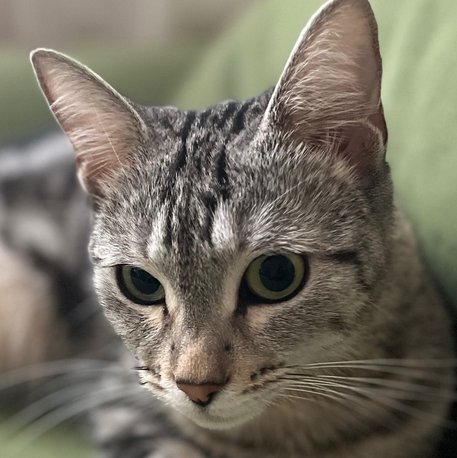 Иконка канала RivalsProfi