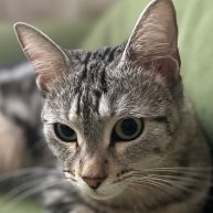 Иконка канала RivalsProfi