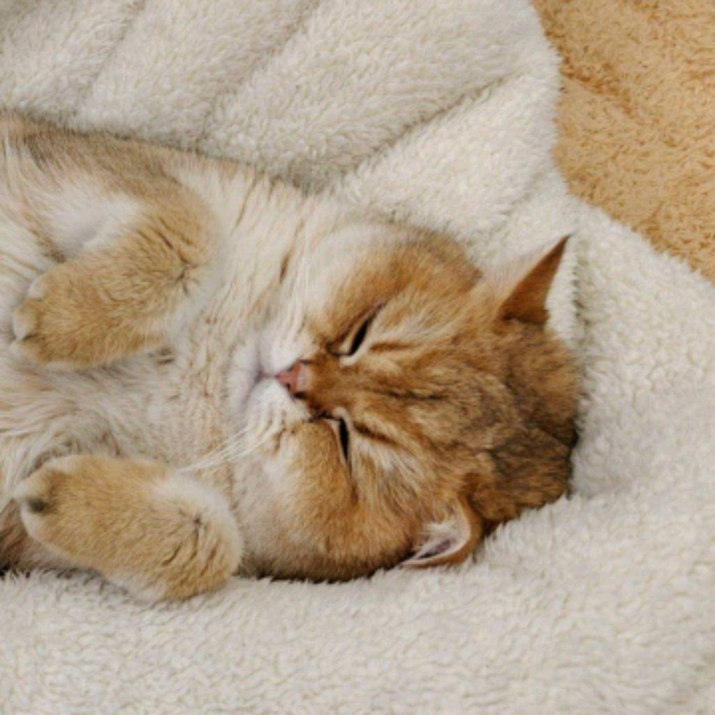 Иконка канала Стёпик попик🐱