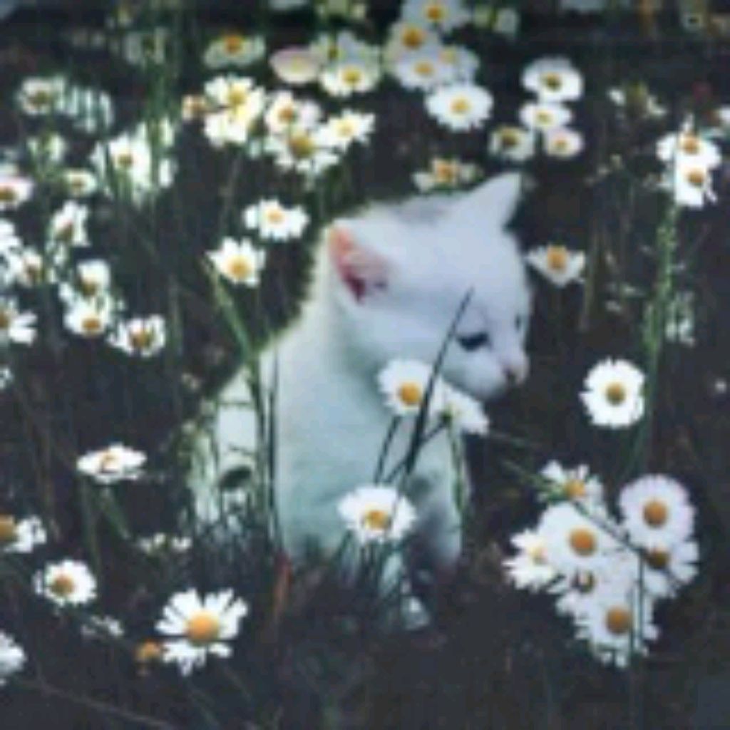 Иконка канала °•Toffee•°