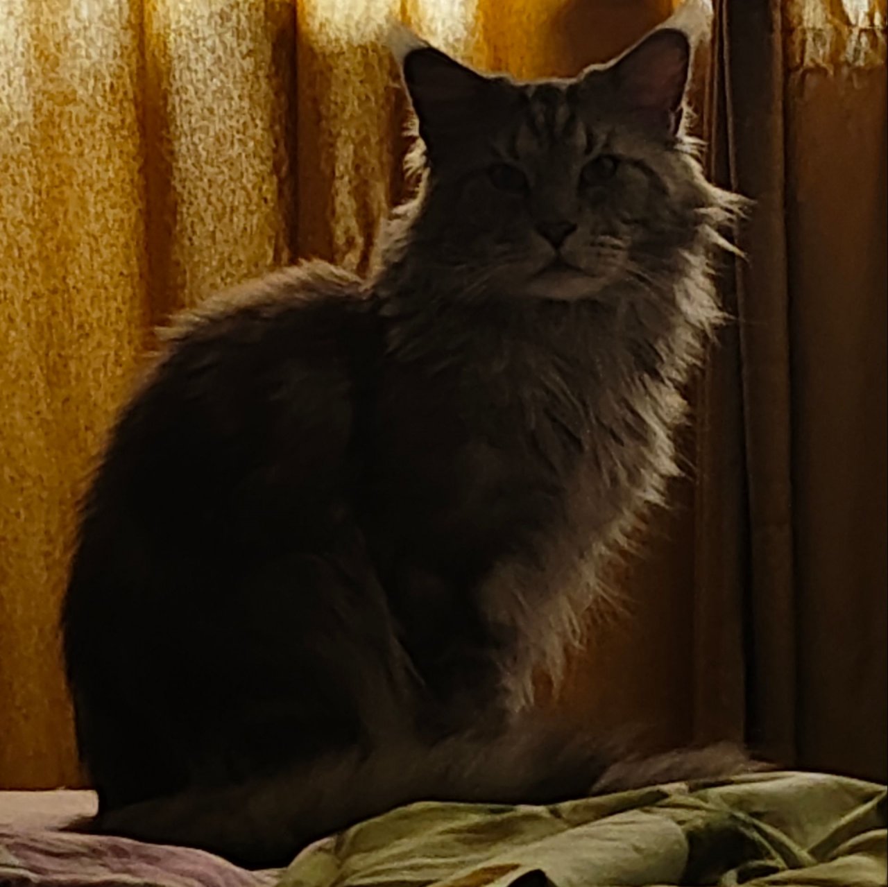 Иконка канала Nzis