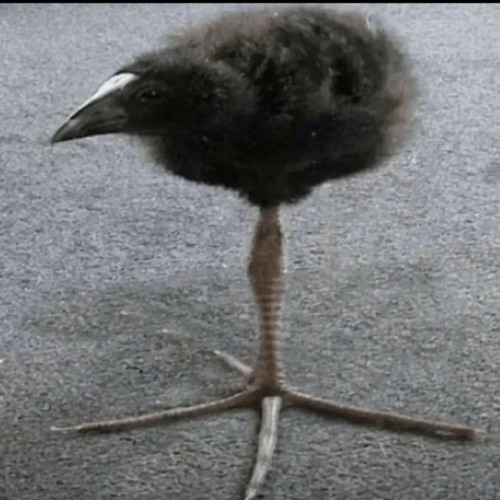 Иконка канала channel31231659