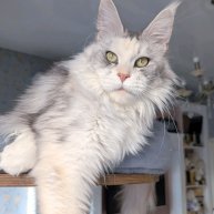 Иконка канала Питомник NoBabyGlare