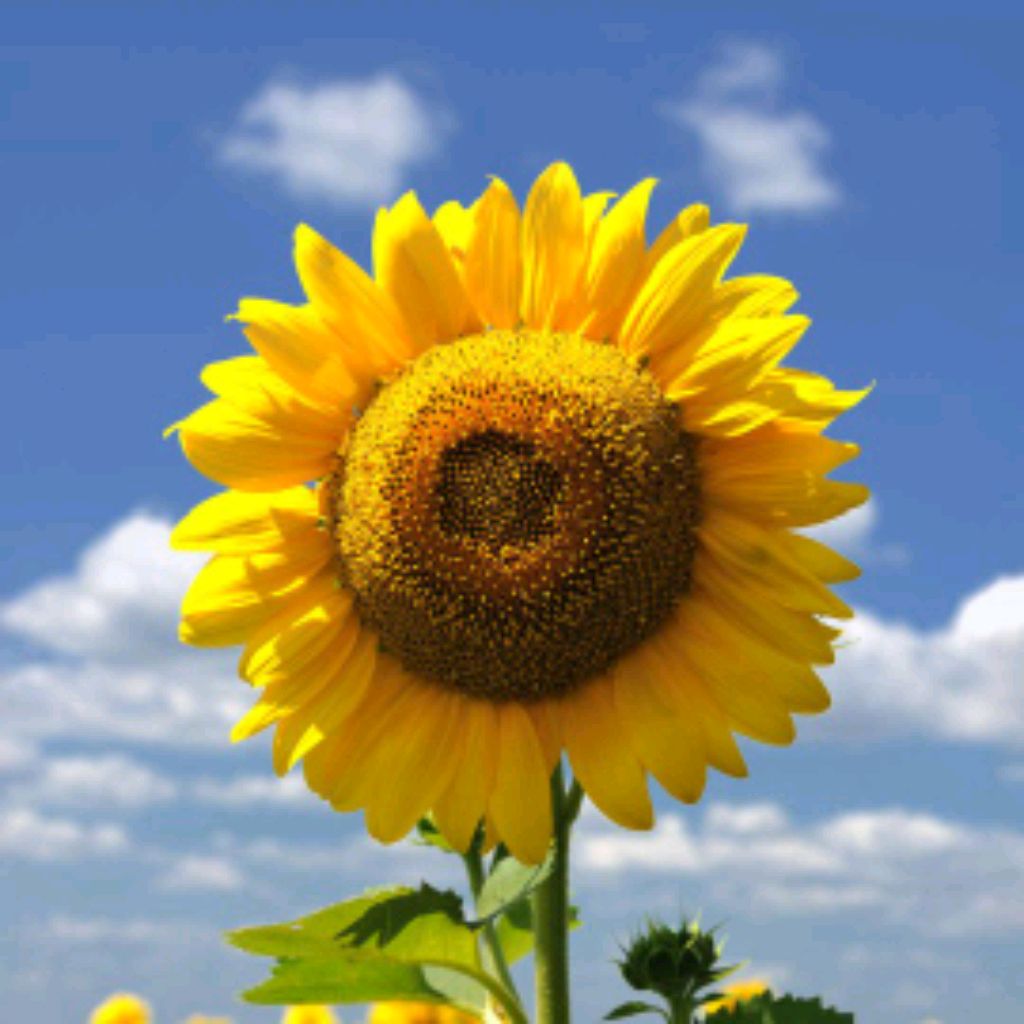 Иконка канала channel72106383