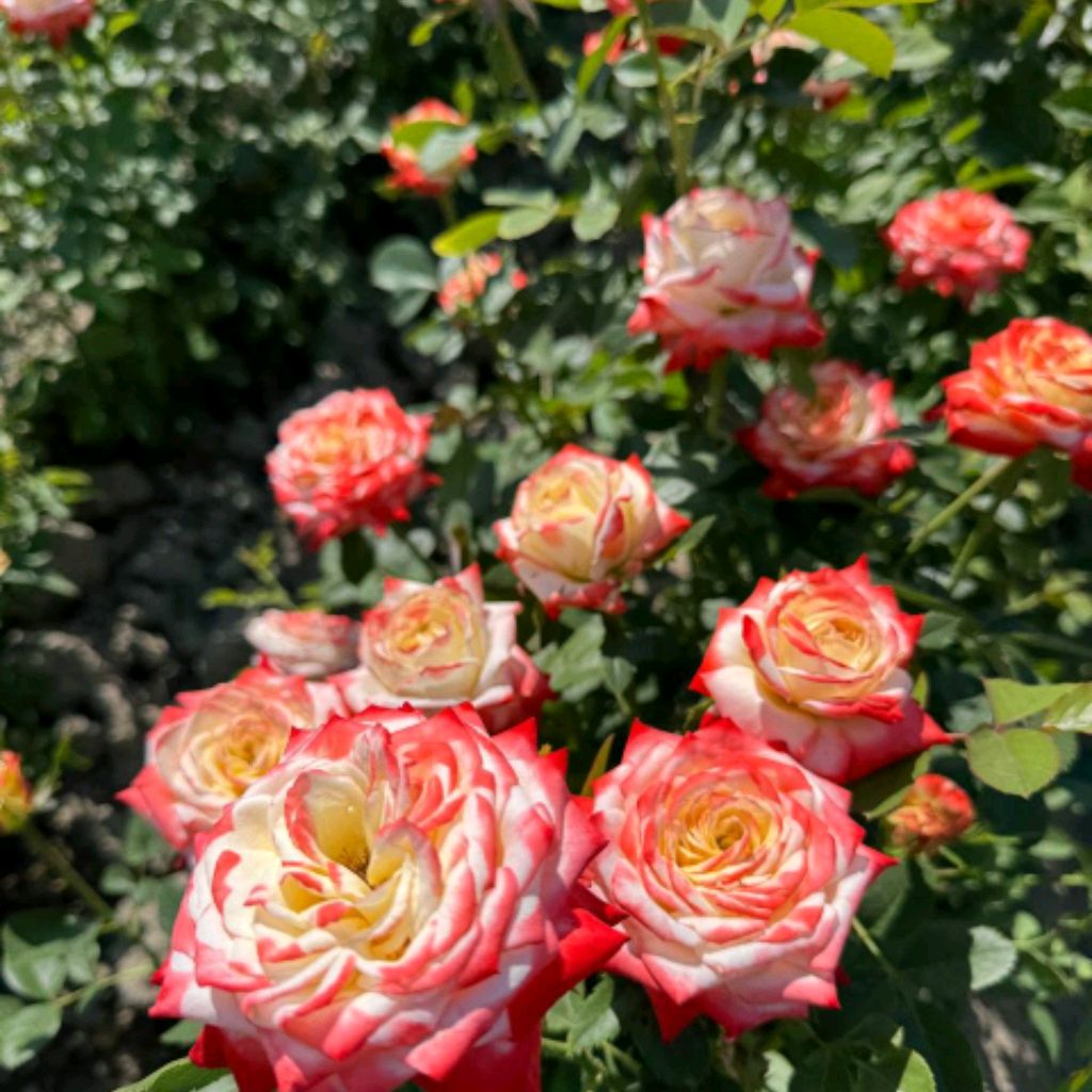 Иконка канала Гулдор Дуйносу. (Мир Цветов)