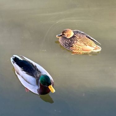 Иконка канала PlayForMe