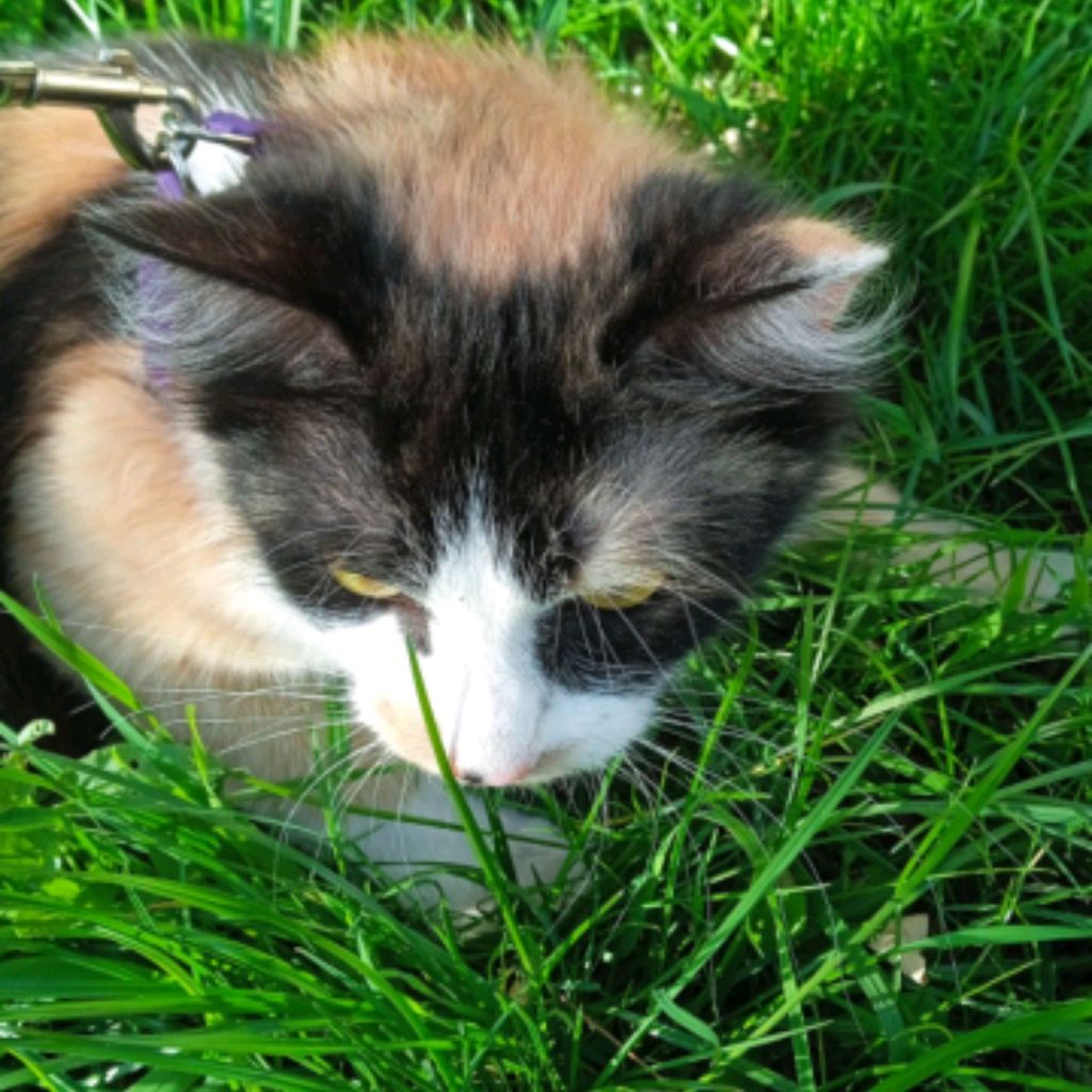 Иконка канала Ситуация Не Попровимо