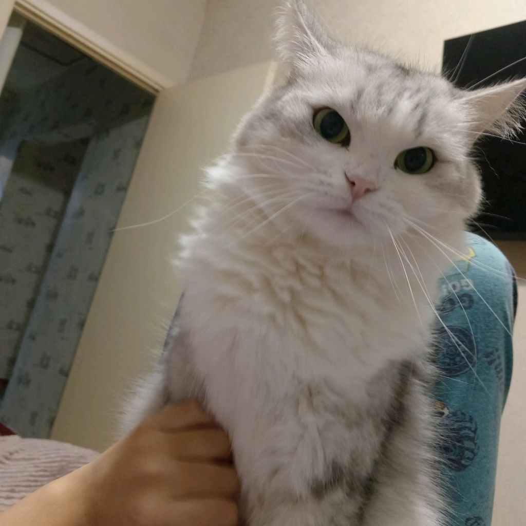 Иконка канала Даниэль главарь котов😺