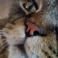 Иконка канала Котик