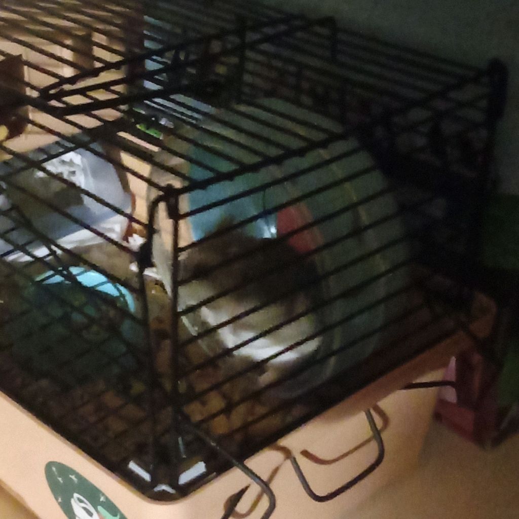 Иконка канала Король И Шут