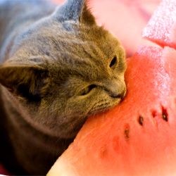 Иконка канала Kcennia