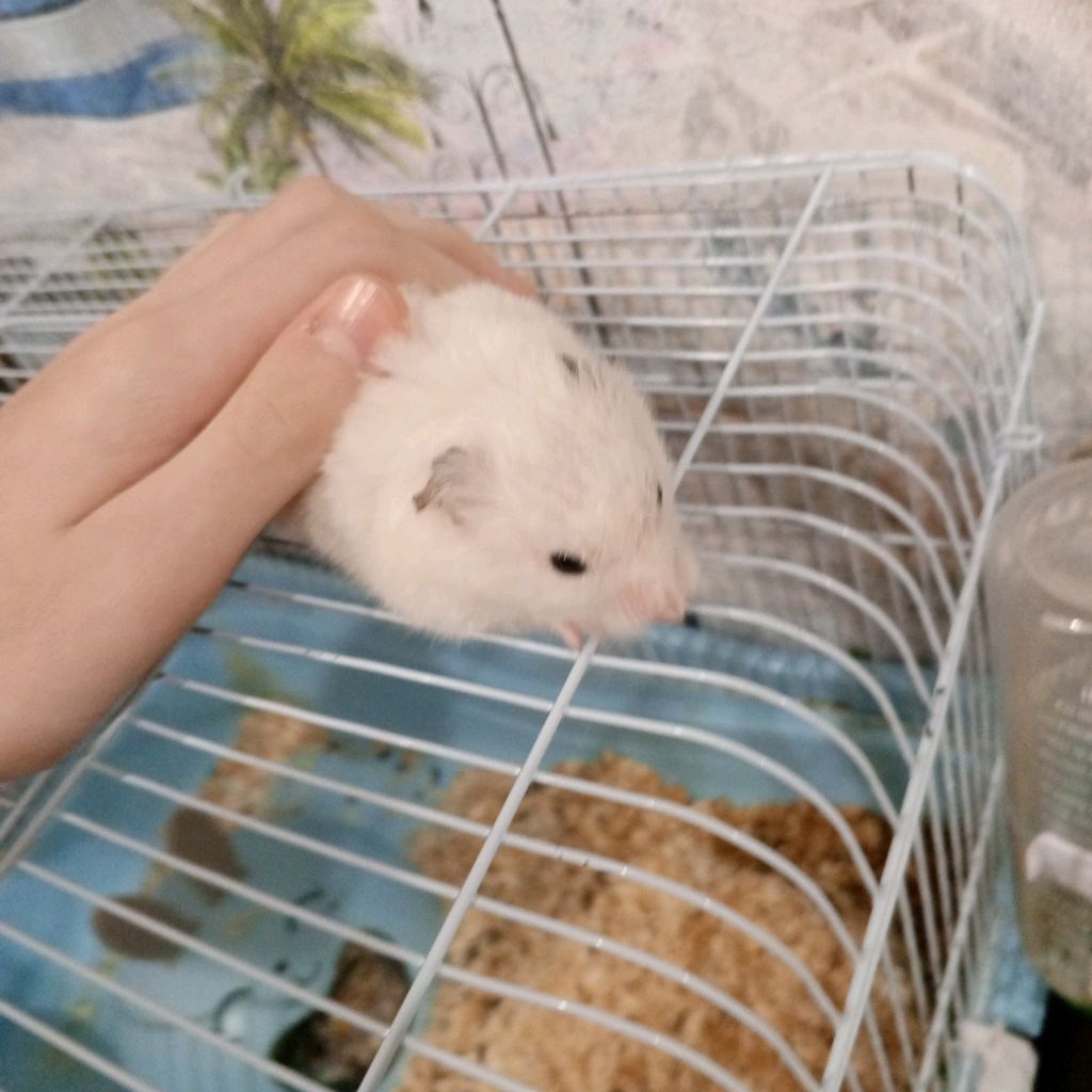 Иконка канала Рома И хомяк