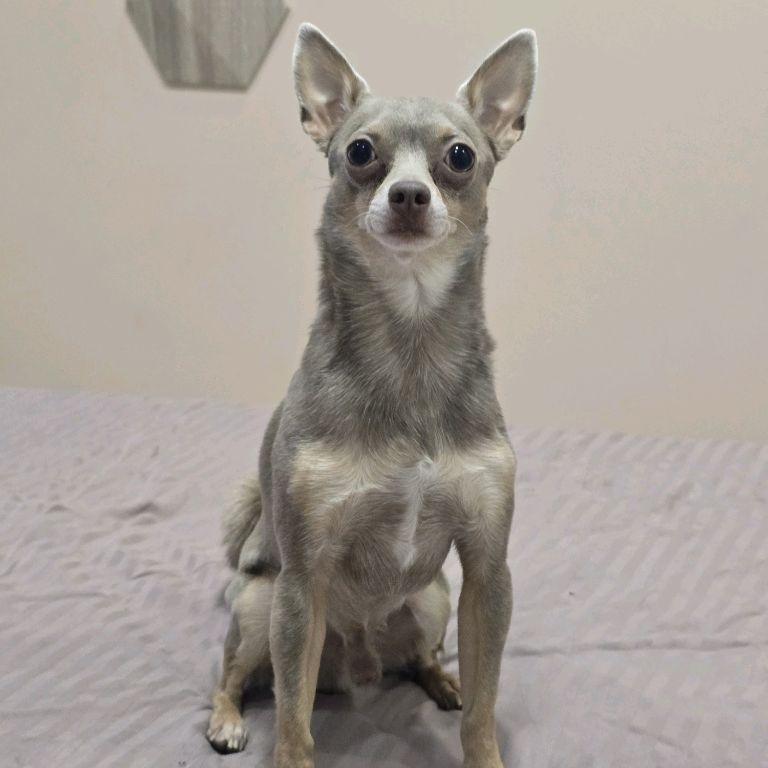 Иконка канала Zistudio