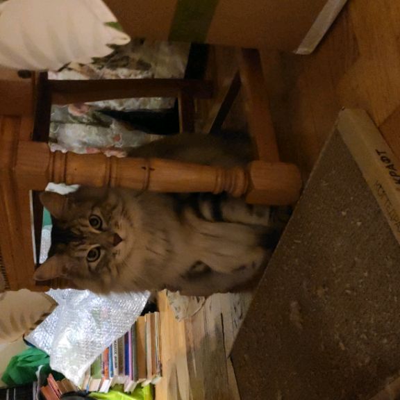 Иконка канала Играю в Ролбокс