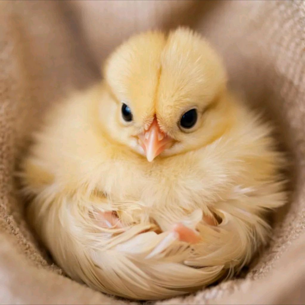 Иконка канала Жура 25 К