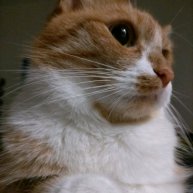 Иконка канала Космический кот