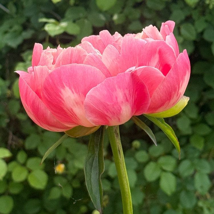 Иконка канала 4+1 и собака