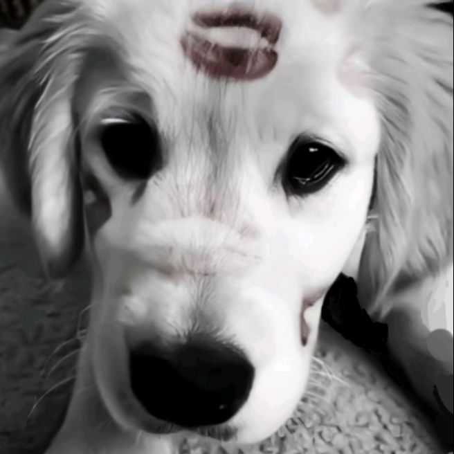 Иконка канала fox.