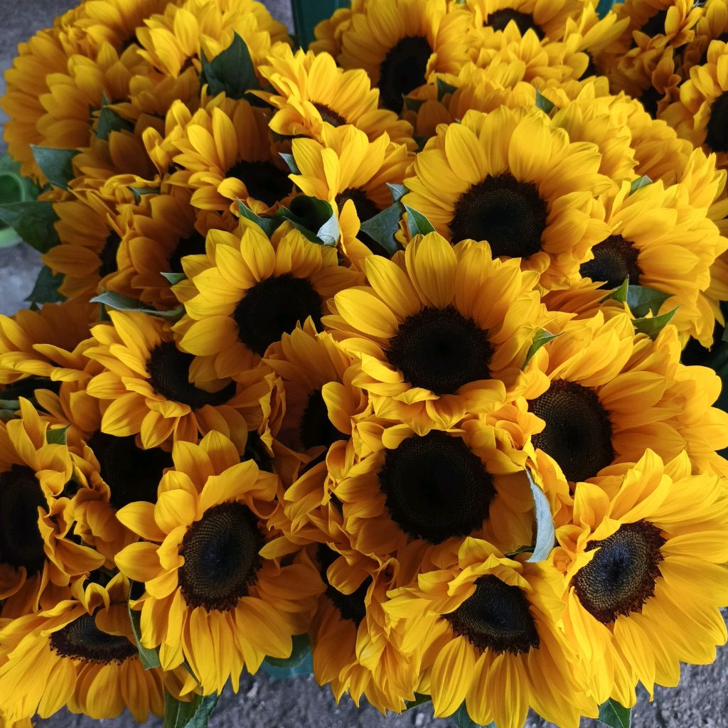 Иконка канала Не агроном