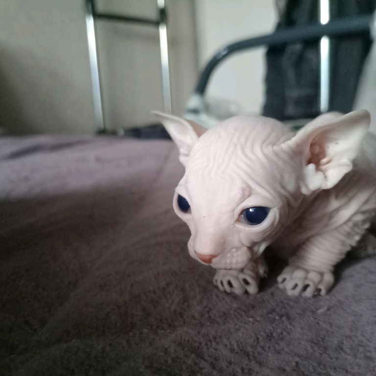 Иконка канала Кот Ленин