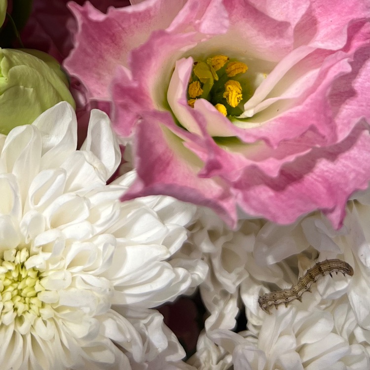 Иконка канала Шахселем Фатуллаева