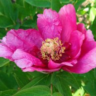 Иконка канала Ленивая дачница Красноярск🌸