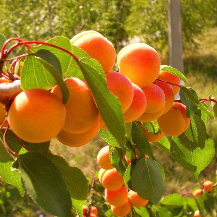 Иконка канала channel69453886