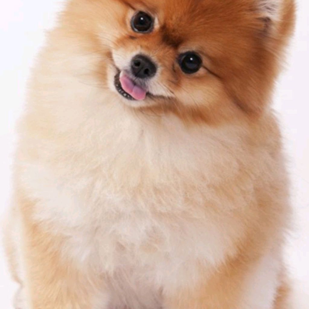 Иконка канала Шпиц